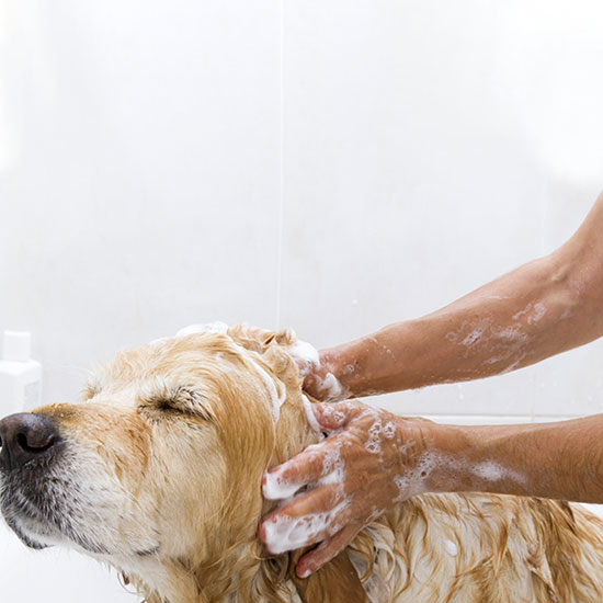 Grooming - Olney-Sandy Spring Veterinary Hospital