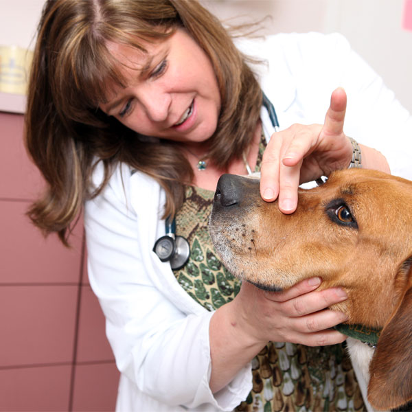 Home - Olney-Sandy Spring Veterinary Hospital